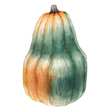 Premium Vector Watercolor Pumpkin