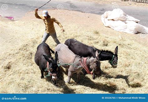 Working Donkeys Carrying Construction Debris Editorial Image