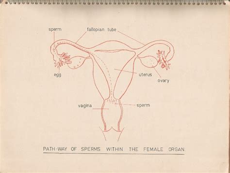 The Parent The Teacher And The Adolescent A Sex Education Flipbook Aarambh India