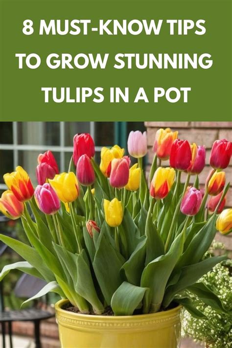 8 Must Know Tips To Grow Stunning Tulips In A Pot In 2025 Growing