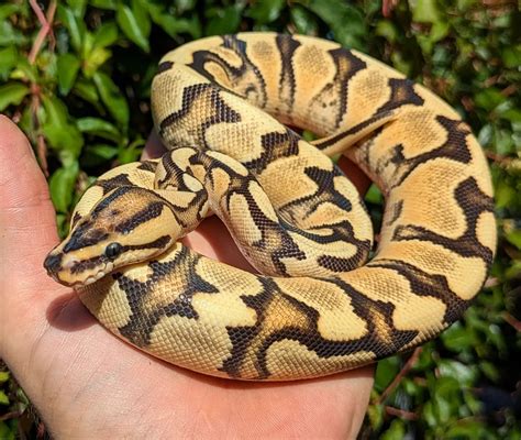A Fire Yellowbelly 100 Het Clown Ball Python Female 313g