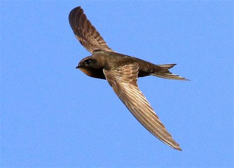 Common Swift Alchetron The Free Social Encyclopedia