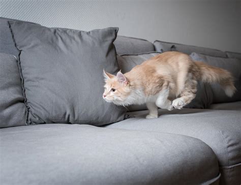 Mi Gato Corre Como Loco Por Toda La Casa Causas Y Qué Hacer
