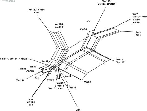 Splits Tree Decomposition Analysis Of Scar Marker Go3 Based On 449 Bp Download Scientific