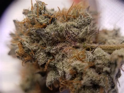 Blumat Carrots Without Drip Emitters Rblumats