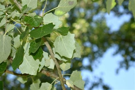 Come Distinguere I Pioppi Un Albero Al Giorno