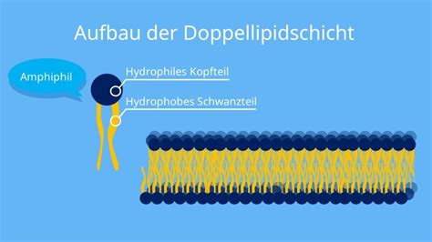 Zellmembran • Definition Aufbau Und Funktion · Mit Video