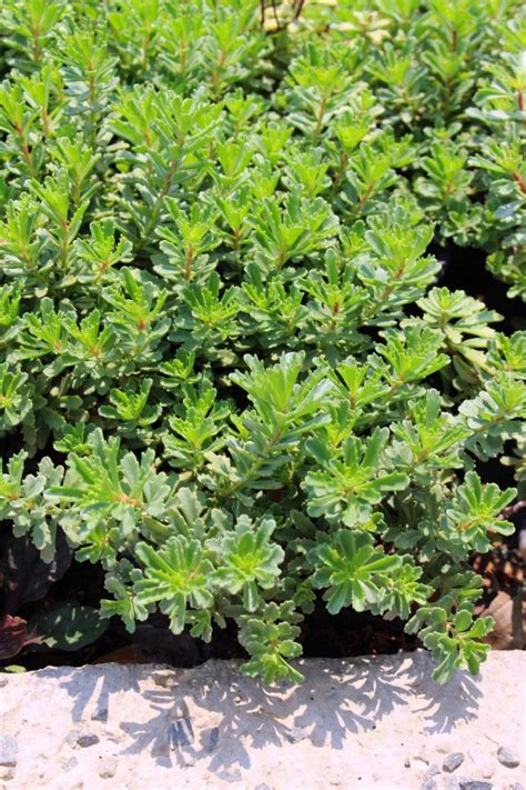 Sedum Hybridum Foja Landscaping