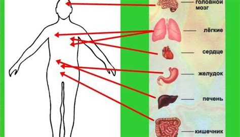 ГДЗ Окружающий мир 3 класс 1 часть Плешаков учебник