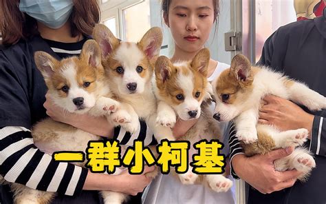 “洗 一 群 柯 基 幼 崽” 沈阳亚尼宠物大澡堂 沈阳亚尼宠物大澡堂 哔哩哔哩视频
