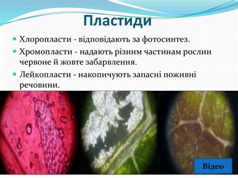 Загальний план будови рослинної клітини презентация онлайн