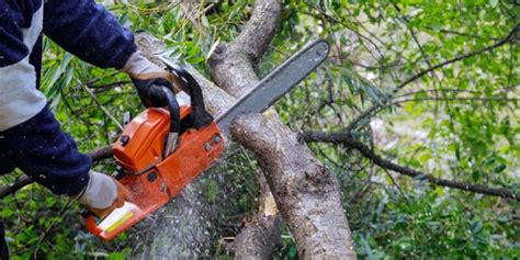 Tree Trimming Vs Tree Pruning What S The Key Difference House Doumi