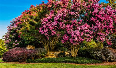How To Prune Crepe Myrtle And When To Prune Them Homes And Gardens