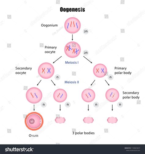 Oogenesis Cell Division Vector Illustration Eps10 Stock Vector Royalty
