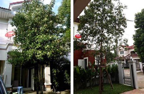 10 พันธุ์ไม้ให้ร่มเงา บ้านไอเดีย