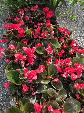Double Up Red Begonia Begonia Semperflorens Double Up Red