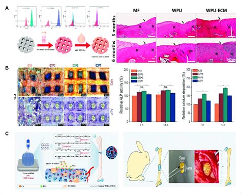 A Flow Cytometric Analysis And The Schematic Diagram Of Adscs Download Scientific Diagram