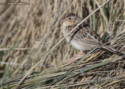 Grasshopper Sparrow Images Mia Mcphersons On The Wing Photography