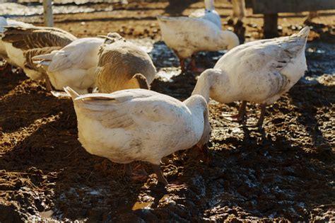 한낮에 햇볕이 잘 드는 농장에서 먹이를 찾는 거위는 소박한 환경에서 자연스러운 행동을 보여줍니다 가금류에 대한 스톡 사진 및 기타 이미지 Istock