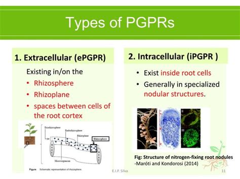 Pgpr Plant Growth Promoting Rhizobacteria Pdf