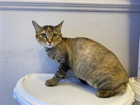 코리안숏헤어 잼이 말티푸전문무료분양 푸들전문무료분양 먼치킨전문무료분양 랙돌전문무료분양 브리티쉬숏헤어전문무료분양 스코티쉬폴드전문무료분양 러시안블루전문무료분양 강아지전문무료분양