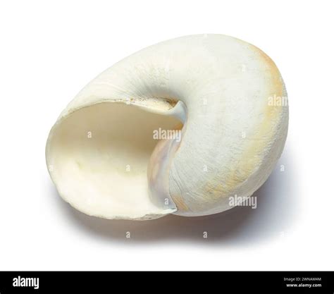 Open Snail Shell Cut Out Stock Images And Pictures Alamy