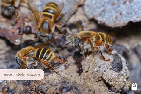 Abeja Melipona Melipona Beecheii Características Y Hábitat