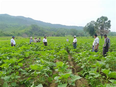 မင်းတုန်းမြို့နယ်တွင် နေကြာမျိုး‌စေ့ထုတ်စိုက်ခင်း အပင်ကြီးထွားရှင်သန်မှု ကွင်းဆင်းကြည့်ရှု