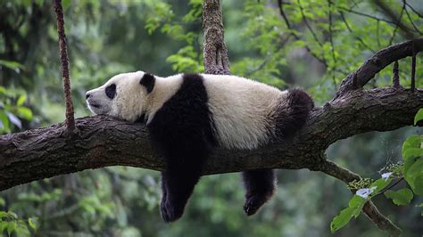 What Animals Live In Asia