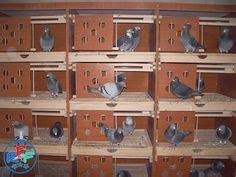 21 Pigeon Nest Boxes Ideas Pigeon Nest Pigeon Loft Design Pigeon