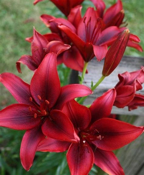 گالری چشم نواز عکس گل سوسن در رنگ‌ های مختلف ستاره