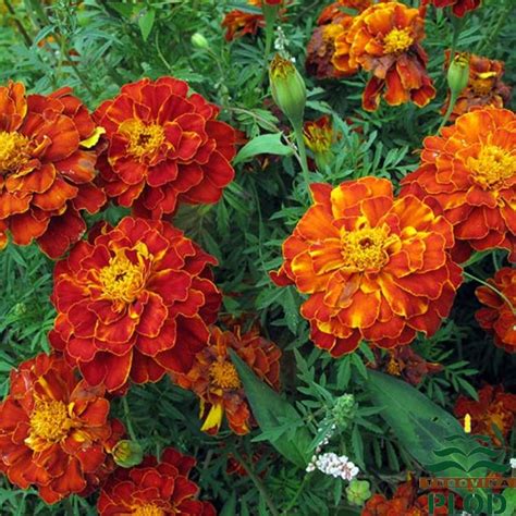 Kadifica Brocade Crvena Trgovina Plod