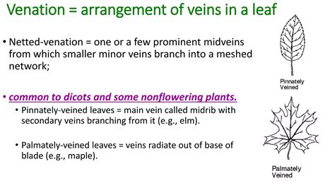 Leaf Structure And Function PPTX Gardening Home Garden