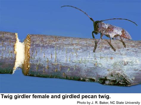 Pecan Twig Girdlers N C Cooperative Extension