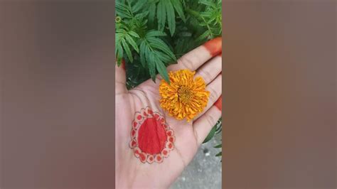 গাদা ফুল গাছ 🌼🌼 Youtube