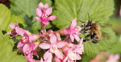 Macro World Photo Alison Mees