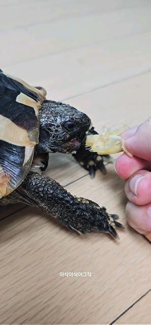 거북이 먹방 Youtube