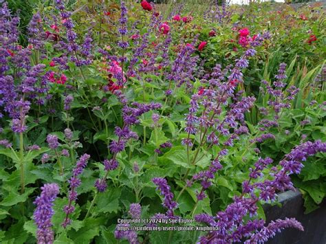 Perennial Salvia In The Plant ID Forum Garden Org