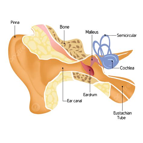 Ear Diagram Clip Art