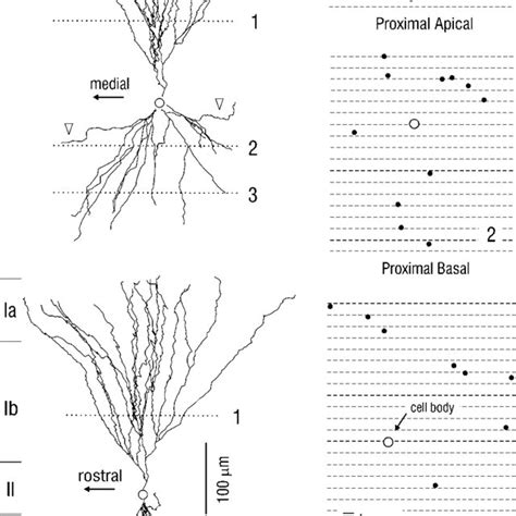 Dendritic Morphology Of Superficial Pyramidal Cell In Posterior Download Scientific Diagram