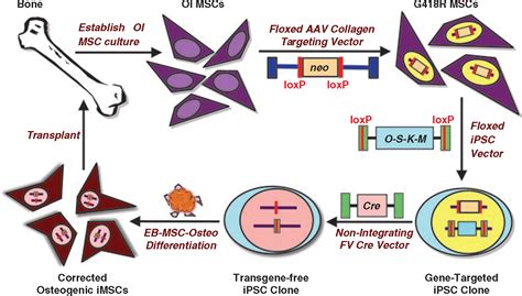 Normal Collagen And Bone Production By Gene Targeted Human Osteogenesis Imperfecta Ipscs