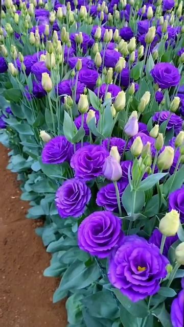 Клипы Мои любимые цветы