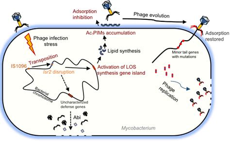 何正国团队发现分枝杆菌抗病毒防御新机制 广西大学·生命科学与技术学院