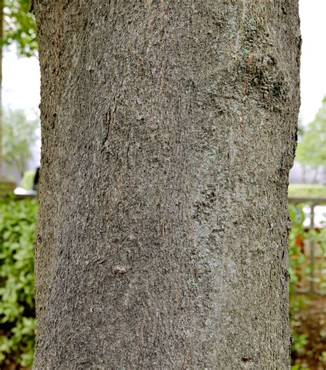 팽나무와 느티나무 이야기 네이버 블로그