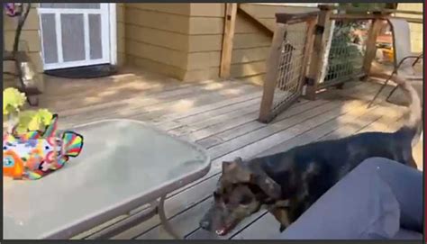 How To Rotate A Video Without Shotcut Cropping It Helphow To