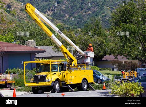 Tree Trimming Pruning Stock Photo Alamy