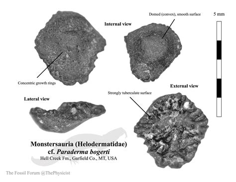 Helodermatid Osteoderms Cretaceous The Fossil Forum
