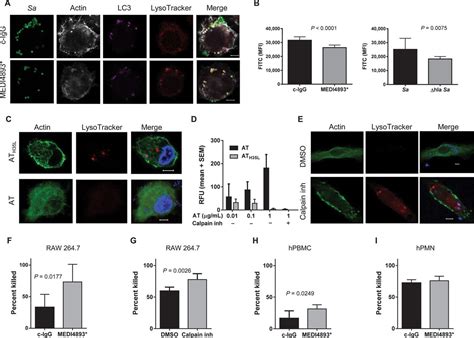 Staphylococcus Aureus α Toxin Potentiates Opportunistic Bacterial Lung Infections Science