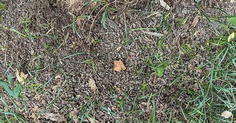 Worm Id By Environment Album On Imgur