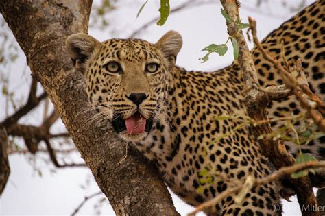 Definitive Guide To African Leopard Facts Habitat Conservation Status